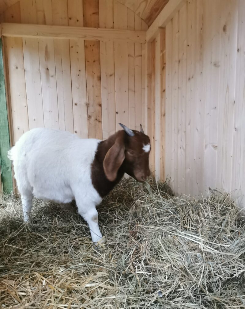 Ziegenstall – Der Holz Hannes
